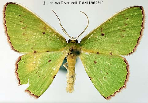 Papua Insects Foundation (Lepidoptera/Geometridae(Geometrinae ...